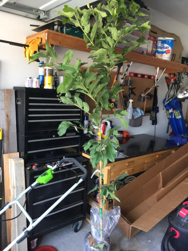 Ruby Supreme Guava Trees for Sale – FastGrowingTrees.com