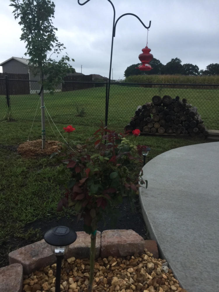 Red Knock Out Rose Trees for Sale – FastGrowingTrees.com