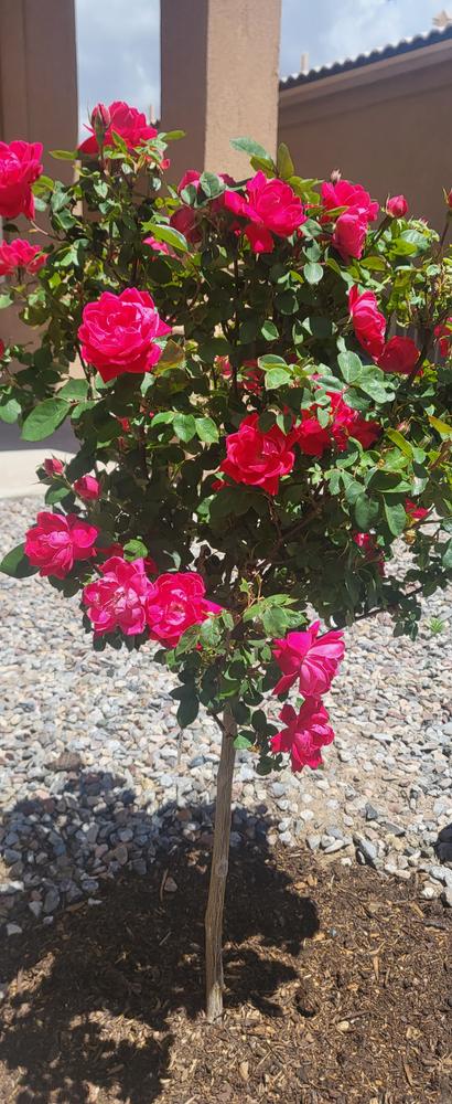 Red Knock Out Rose Trees for Sale – FastGrowingTrees.com
