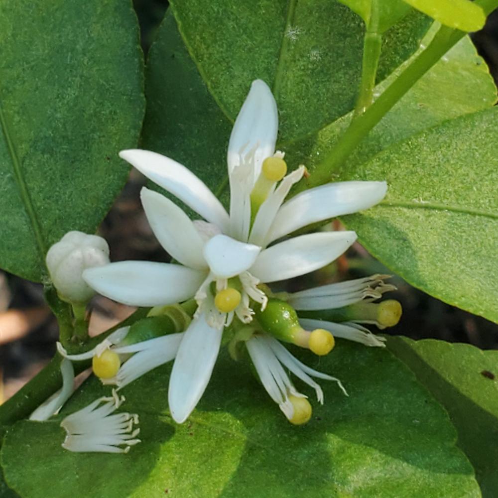 Persian 'Bearss' Lime Trees for Sale – FastGrowingTrees.com