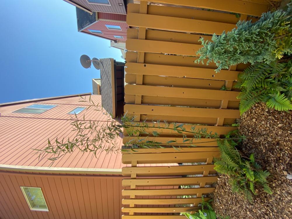 Willow Hybrid Trees for Sale– FastGrowingTrees.com