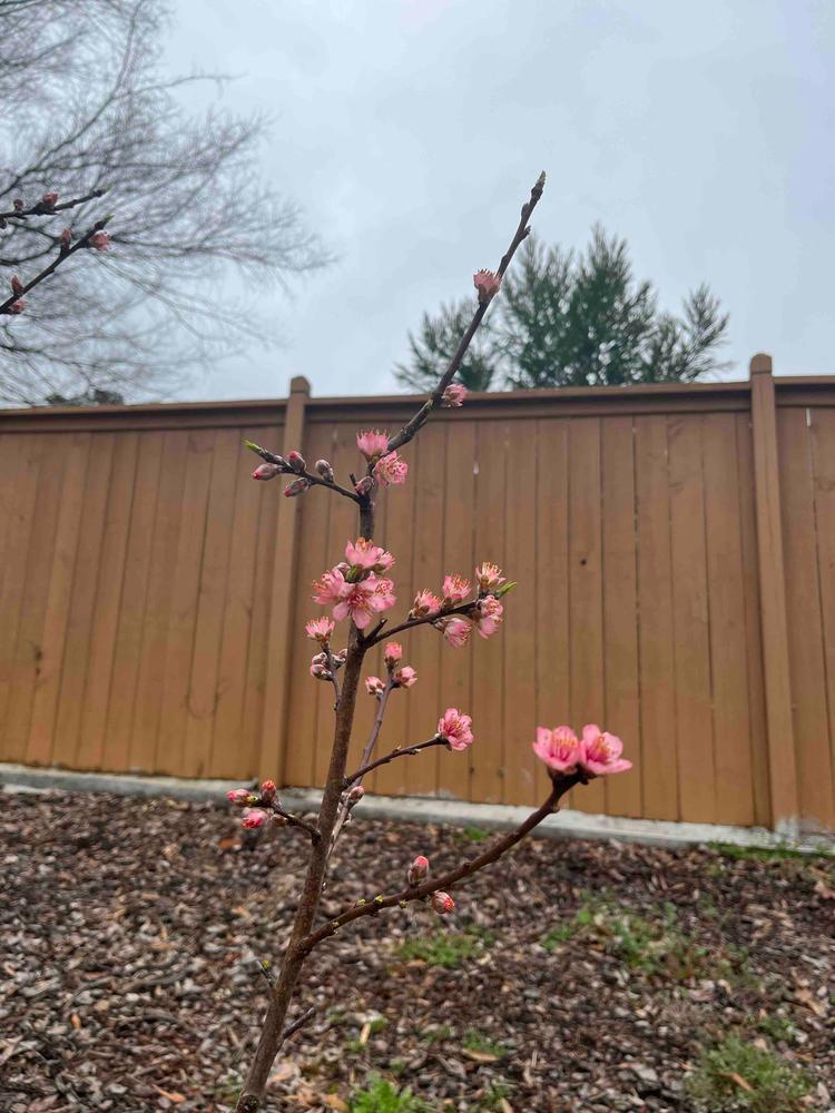 Elberta Peach Trees for Sale – FastGrowingTrees.com