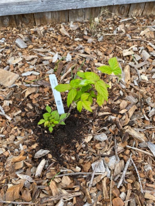Heritage Red Raspberry Bushes for Sale | FastGrowingTrees.com