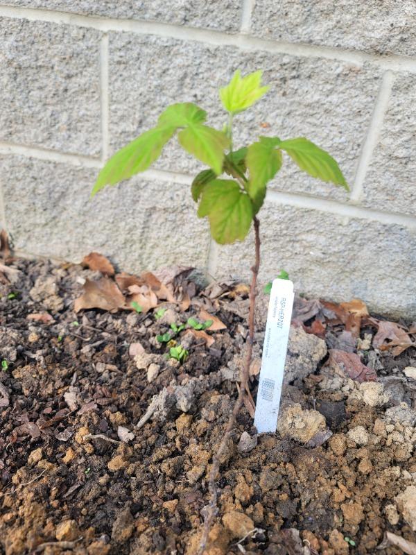 Heritage Red Raspberry Bushes for Sale | FastGrowingTrees.com