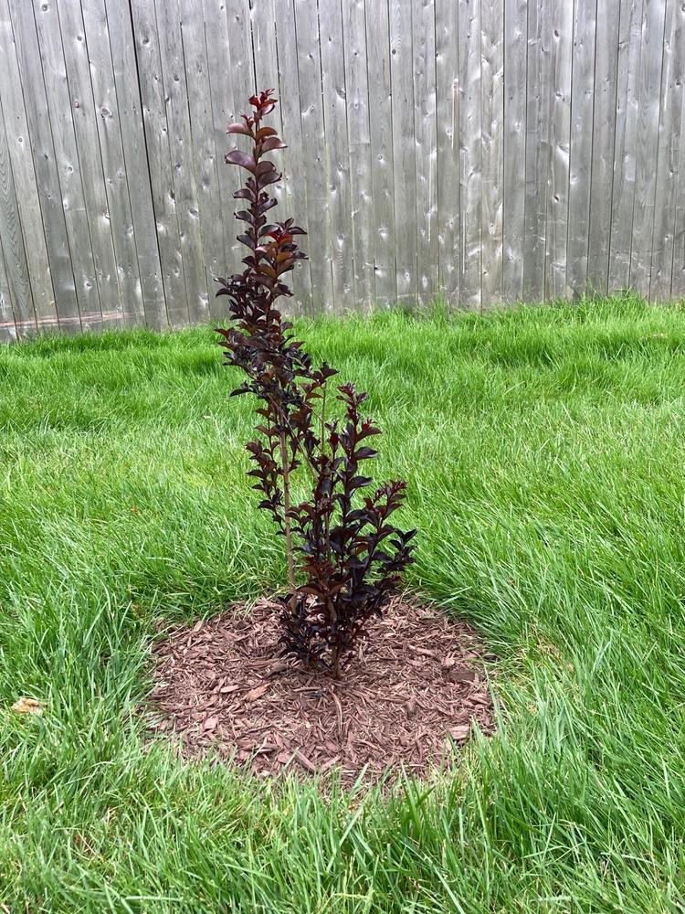 Red Black Diamond Crape Myrtle Trees for Sale – FastGrowingTrees.com
