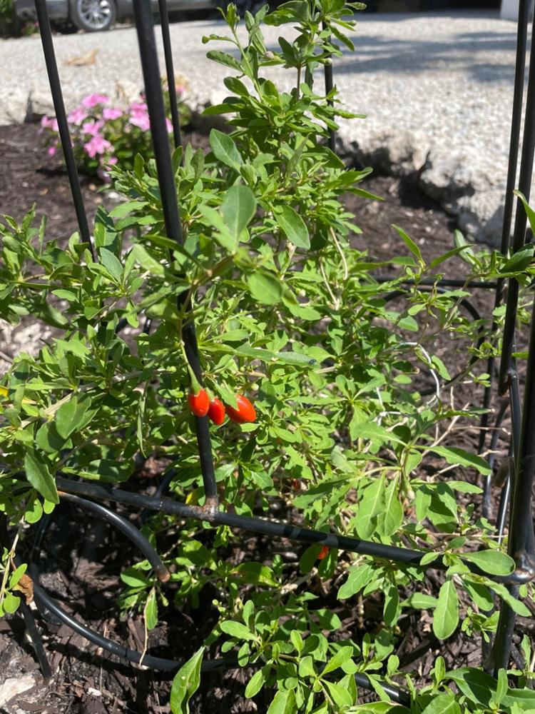 Goji Berry Plants for Sale – FastGrowingTrees.com