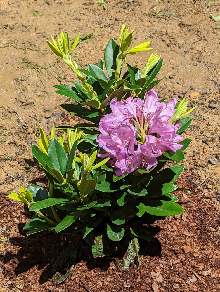Lavender Rhododendrons for Sale | FastGrowingTrees.com