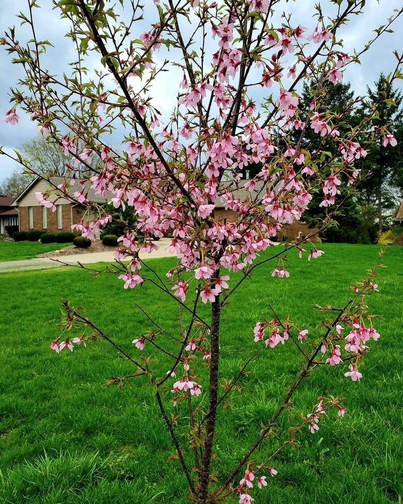 Okame Cherry Trees for Sale – FastGrowingTrees.com