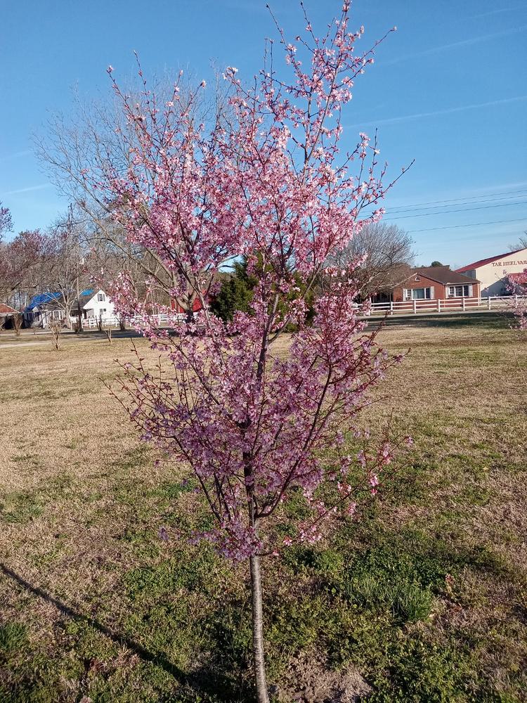 Okame Cherry Trees for Sale – FastGrowingTrees.com