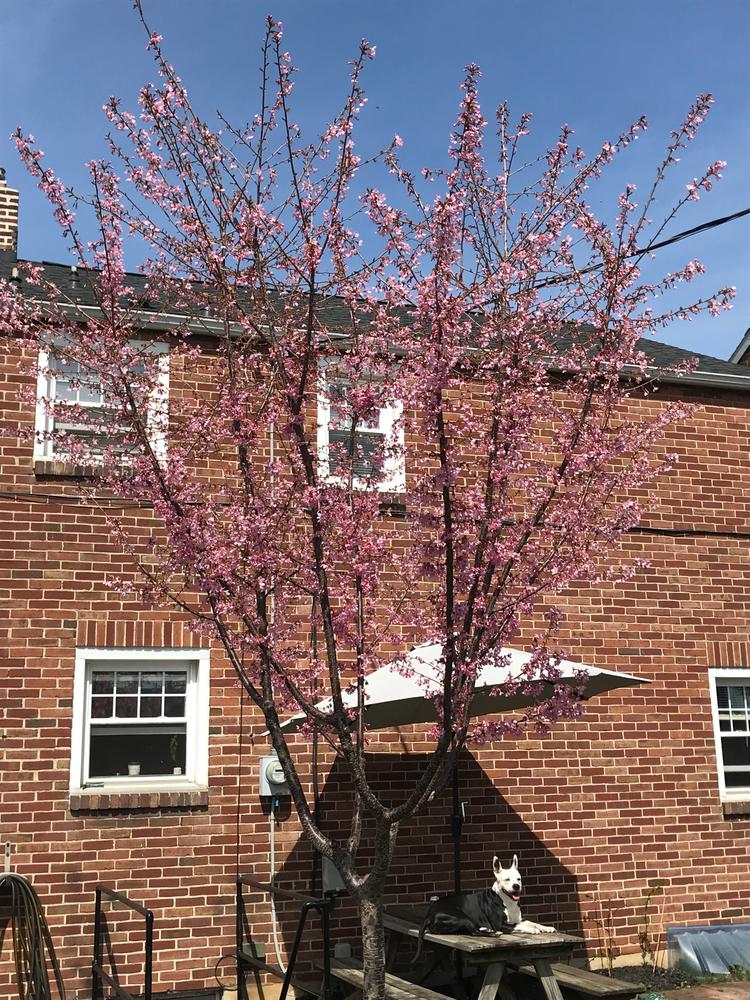 Okame Cherry Trees for Sale – FastGrowingTrees.com