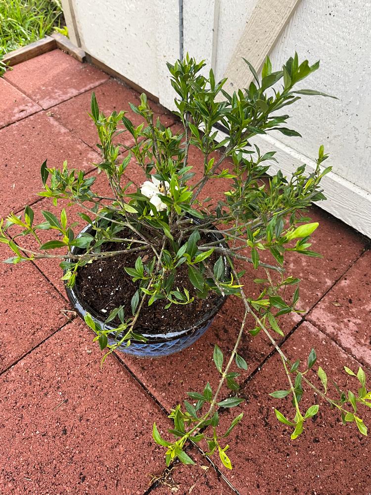Dwarf Radicans Gardenias for Sale – FastGrowingTrees.com