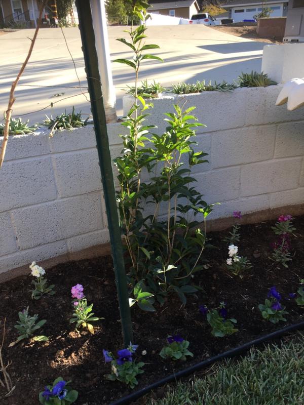 Fragrant Tea Olives for Sale– FastGrowingTrees.com