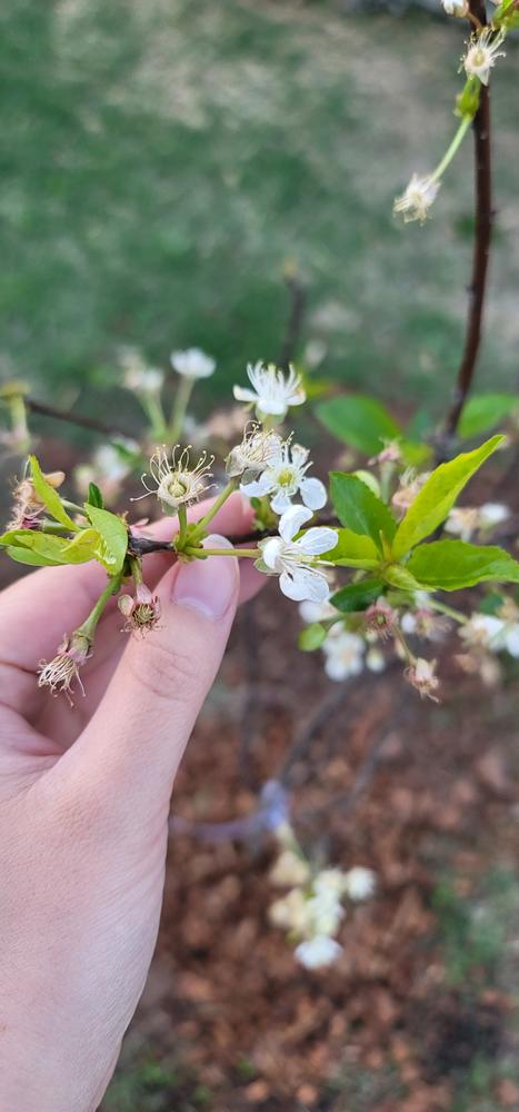 Dwarf North Star Cherry Trees for Sale – FastGrowingTrees.com