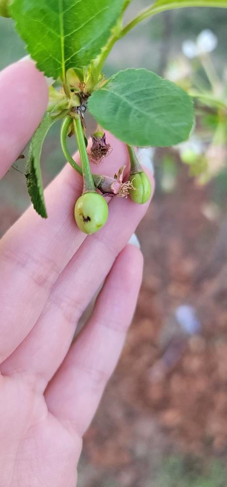 Dwarf North Star Cherry Trees for Sale – FastGrowingTrees.com