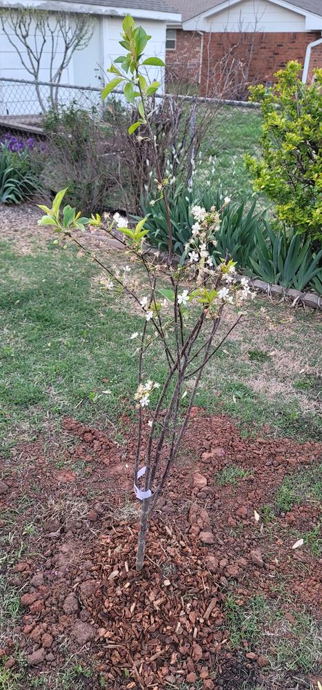 Dwarf North Star Cherry Trees for Sale – FastGrowingTrees.com