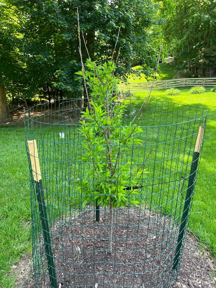 Methley Plum Trees for Sale – FastGrowingTrees.com