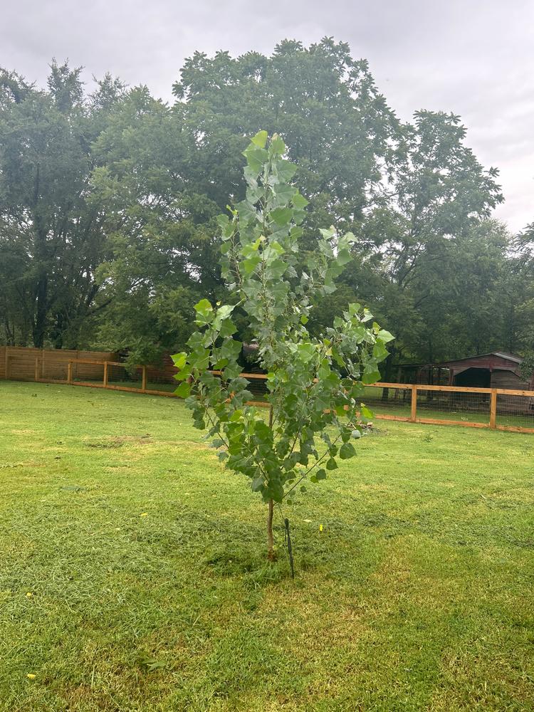 Hybrid Poplar Tree Growth Rate