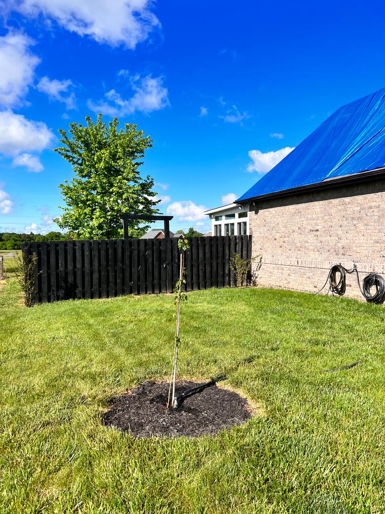 Hybrid Poplar Tree Growth Rate