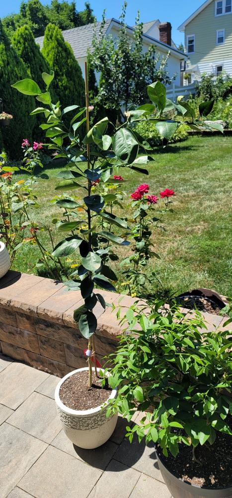 Navel Orange Trees for Sale – FastGrowingTrees.com