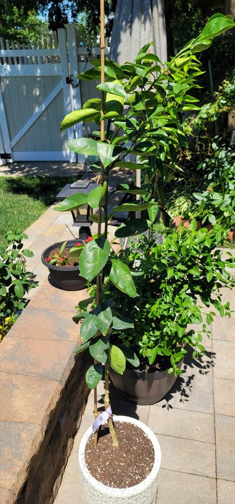 Navel Orange Trees for Sale – FastGrowingTrees.com