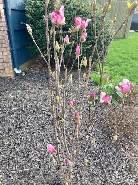 Jane Magnolia Trees for Sale – FastGrowingTrees.com