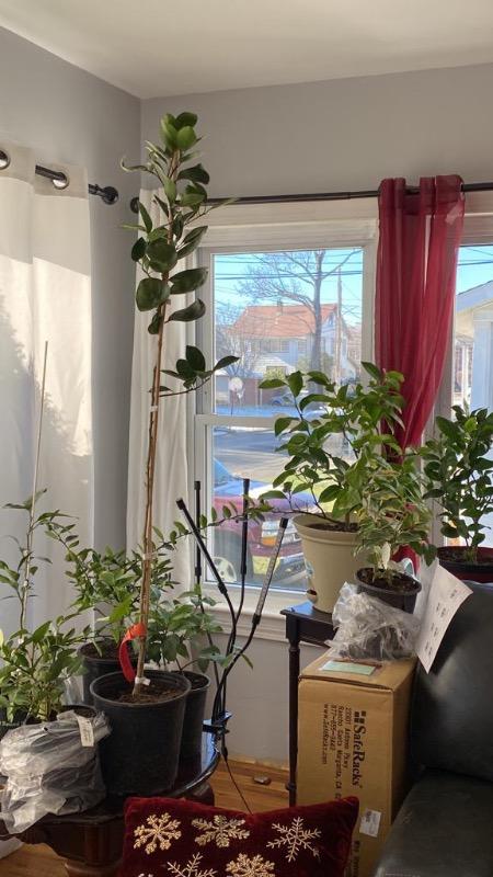 Cara Cara Orange Trees for Sale – FastGrowingTrees.com