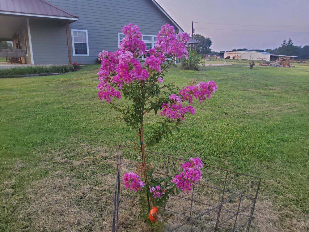 Purple Twilight Crape Myrtles for Sale – FastGrowingTrees.com