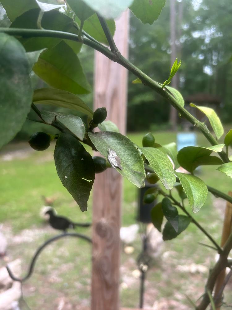 Meyer Lemon Trees for Sale – FastGrowingTrees.com