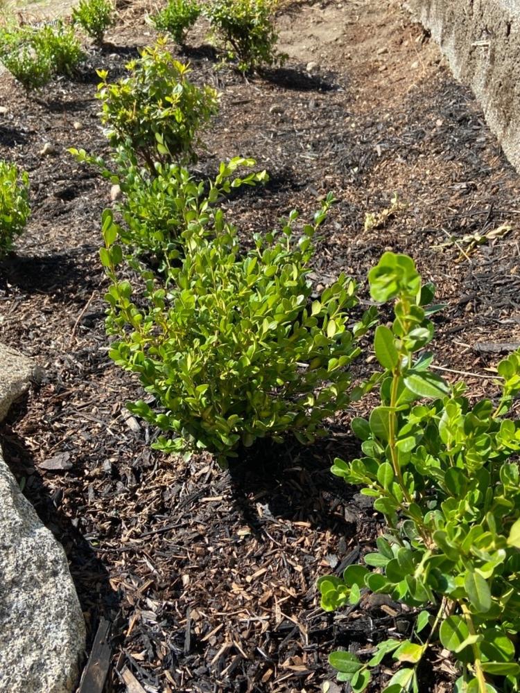 Wintergreen Boxwoods for Sale – FastGrowingTrees.com