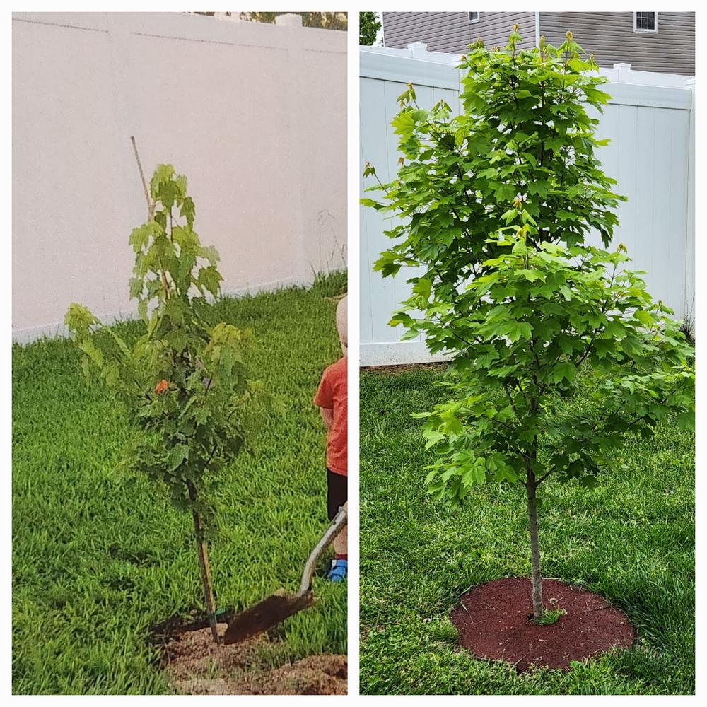 American Red Maple Trees for Sale – FastGrowingTrees.com
