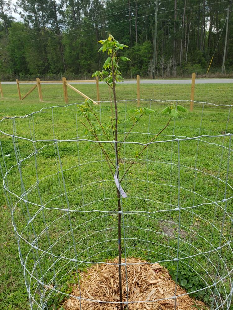 American Red Maple Trees for Sale – FastGrowingTrees.com