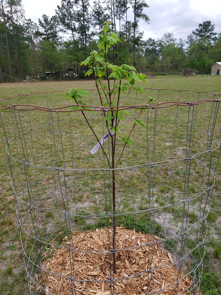 American Red Maple Trees for Sale – FastGrowingTrees.com