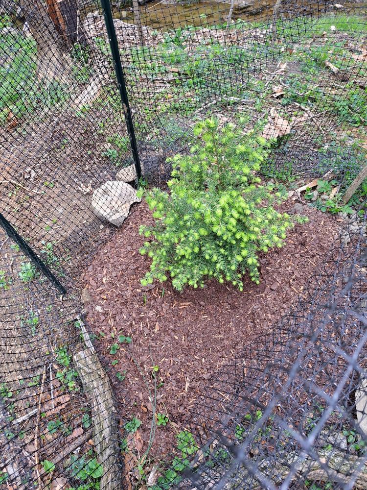 Canadian Hemlock Trees for Sale – FastGrowingTrees.com