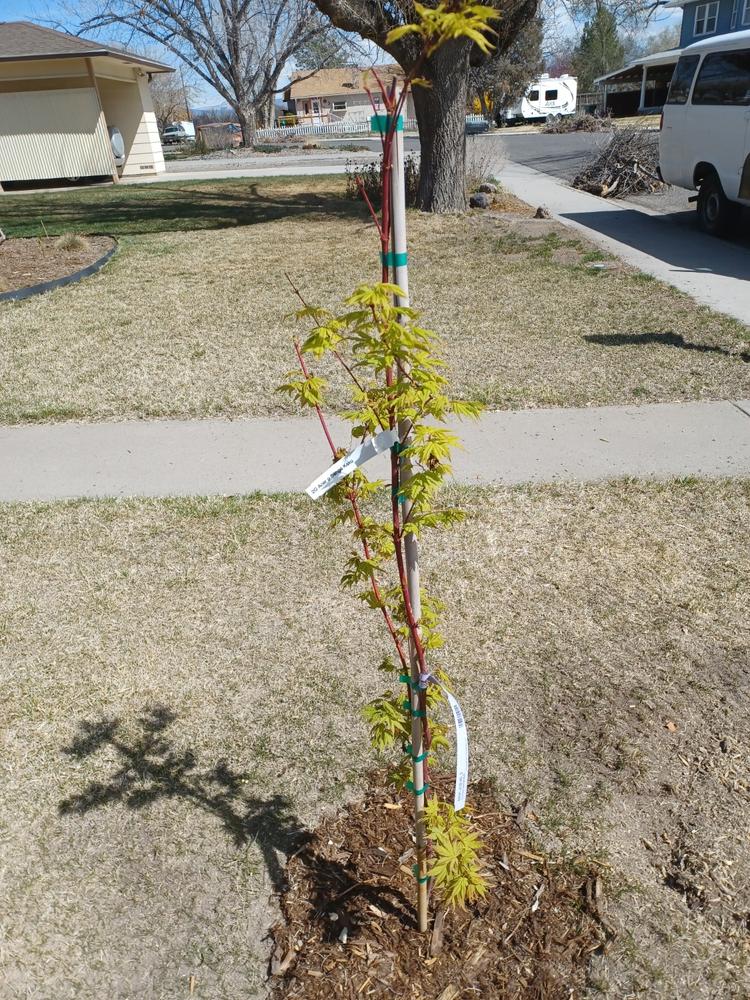 Coral Bark Japanese Maples for Sale – FastGrowingTrees.com