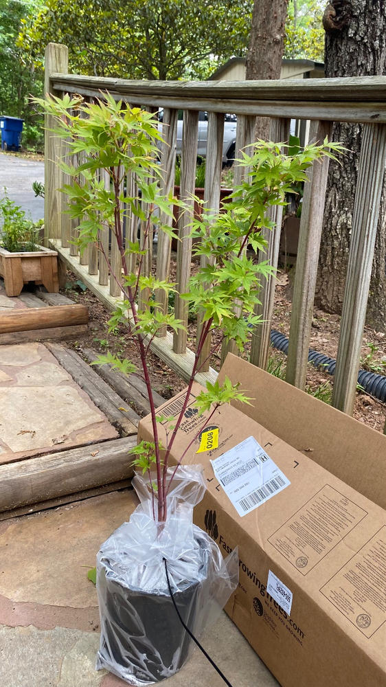 Coral Bark Japanese Maples for Sale – FastGrowingTrees.com