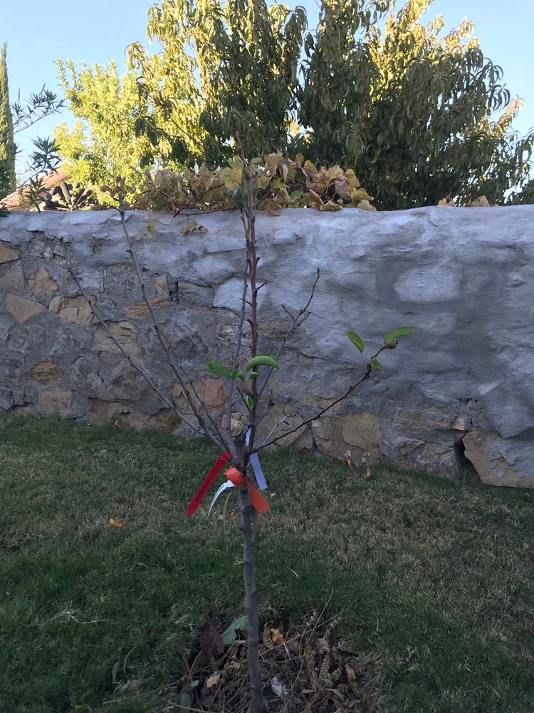 4-in-1 Pear Trees for Sale – FastGrowingTrees.com