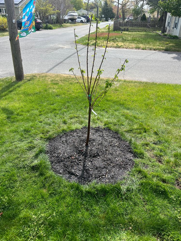 4-in-1 Cherry Trees for Sale – FastGrowingTrees.com