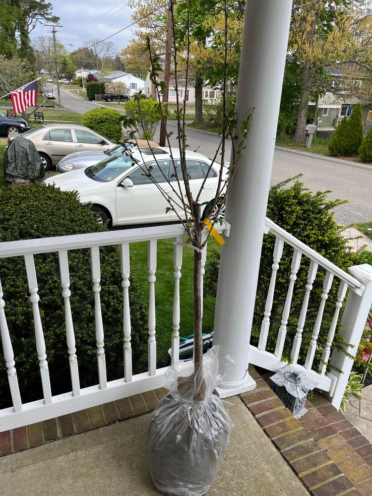 4-in-1 Cherry Trees for Sale – FastGrowingTrees.com