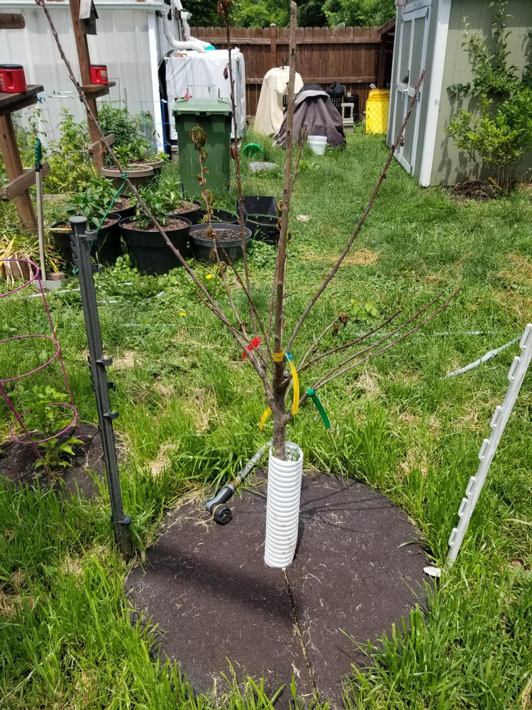 4-in-1 Cherry Trees for Sale – FastGrowingTrees.com