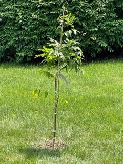 Organic Planting Mix Packs for Sale – FastGrowingTrees.com