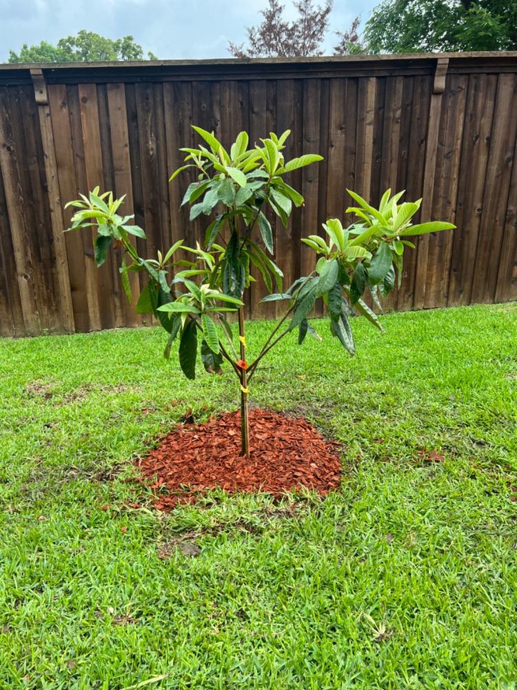 Loquat Trees for Sale – FastGrowingTrees.com