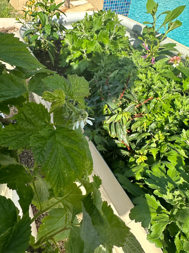 Bushel and Berry® Raspberry Shortcake® Bushes | FastGrowingTrees.com