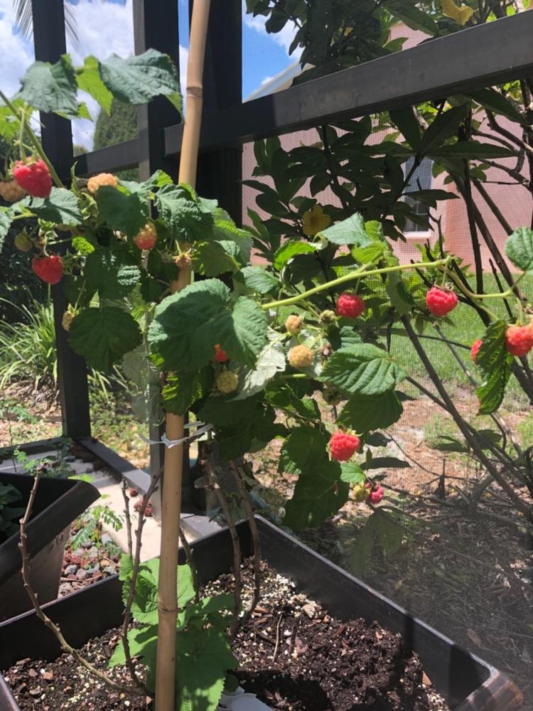 Bushel and Berry® Raspberry Shortcake® Bushes | FastGrowingTrees.com