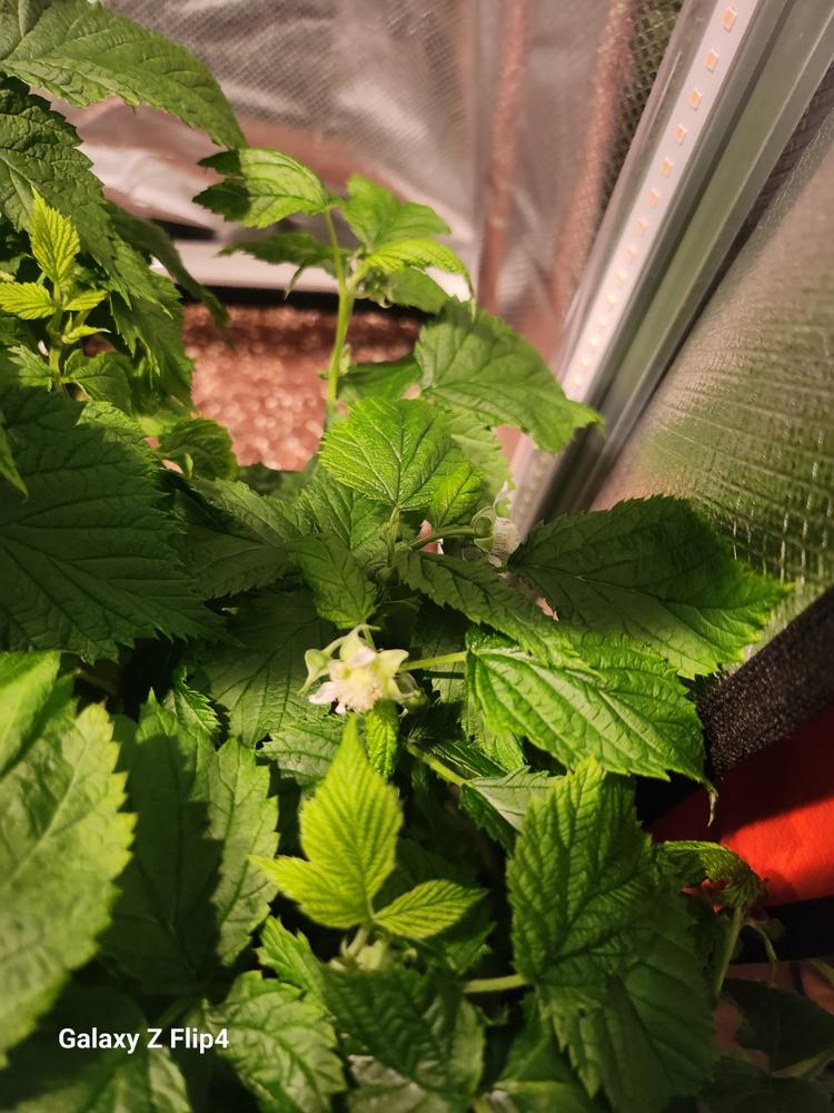 Bushel and Berry® Raspberry Shortcake® Bushes | FastGrowingTrees.com