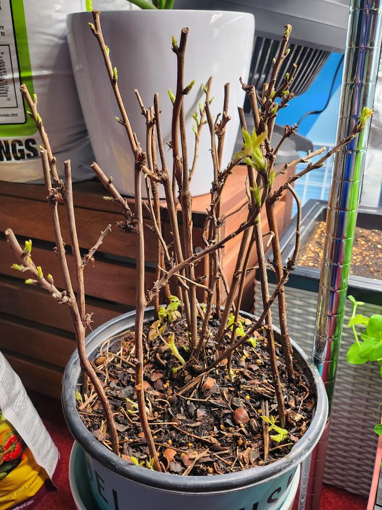 Bushel and Berry® Raspberry Shortcake® Bushes | FastGrowingTrees.com