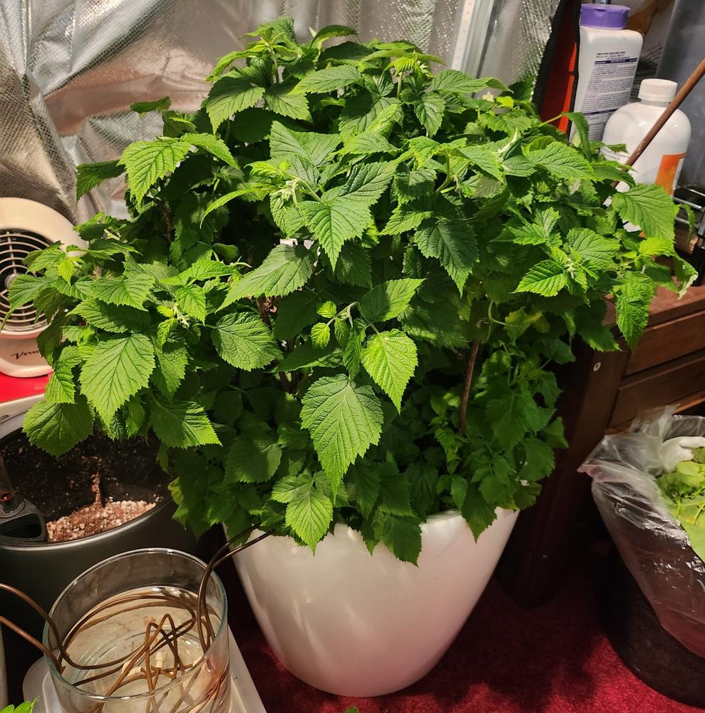 Bushel and Berry® Raspberry Shortcake® Bushes | FastGrowingTrees.com