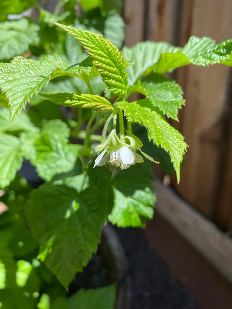 Bushel and Berry® Raspberry Shortcake® Bushes | FastGrowingTrees.com