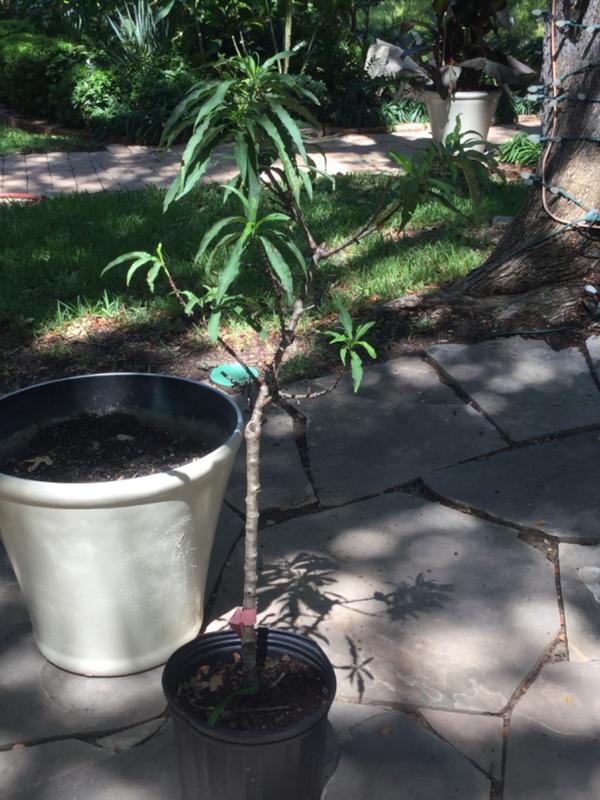 Bonanza Peach Trees for Sale– FastGrowingTrees.com