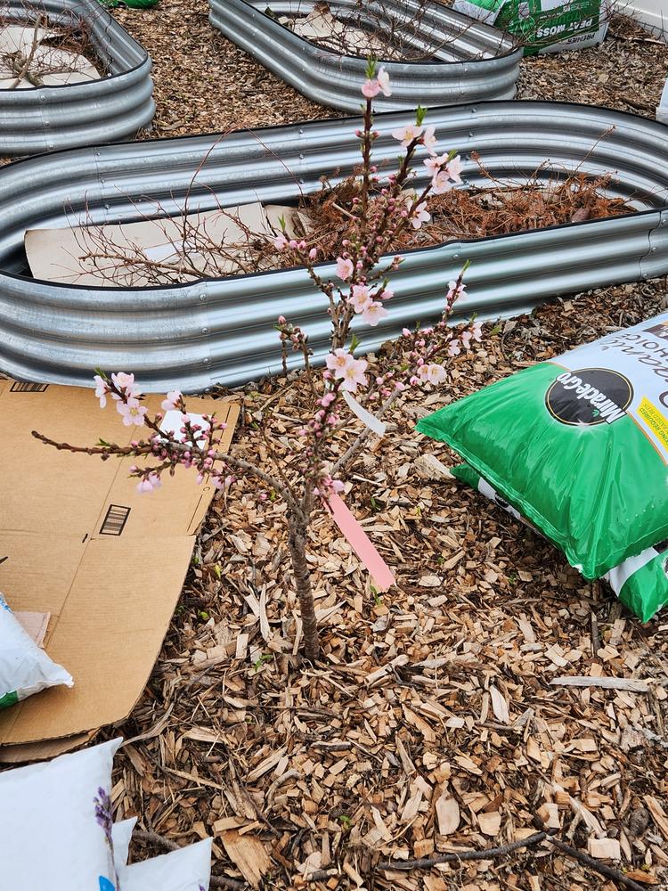 Bonanza Peach Trees for Sale – FastGrowingTrees.com