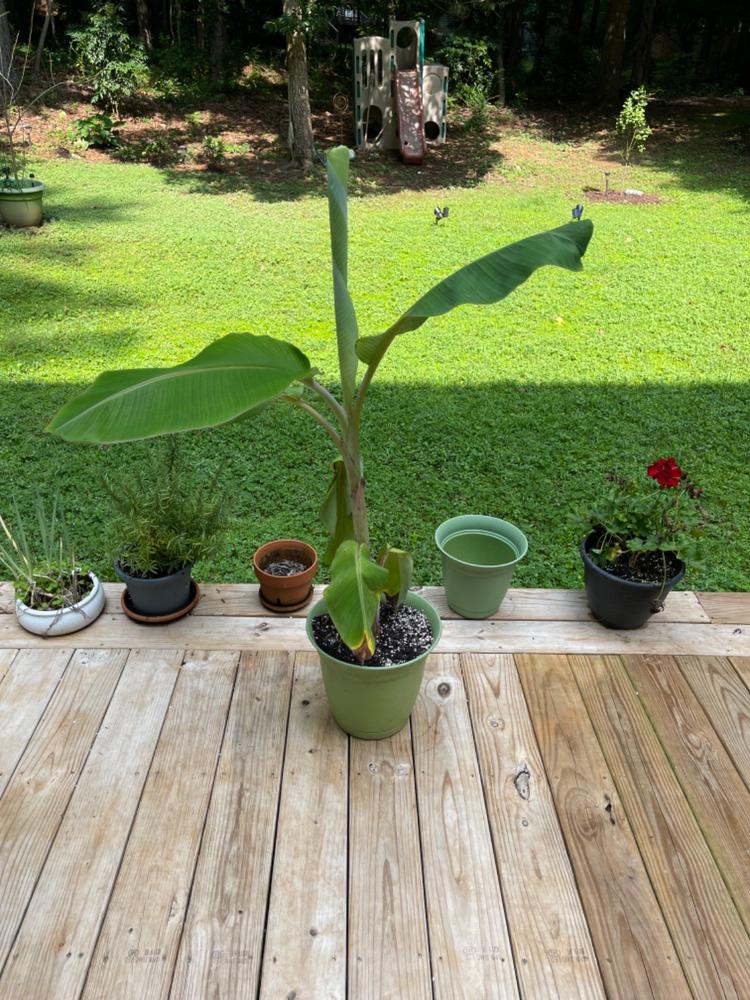 Ice Cream Banana Trees for Sale– FastGrowingTrees.com